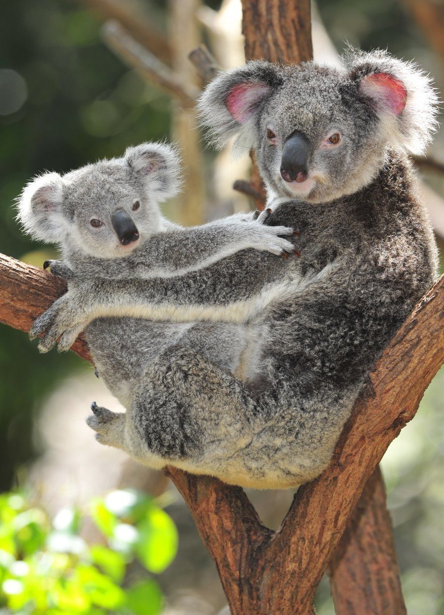 10 Amazing Zoos Around the World - Destination Tips