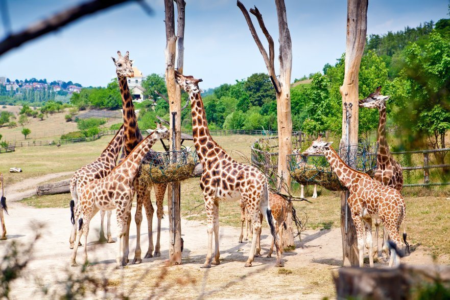 10 Amazing Zoos Around the World - Destination Tips