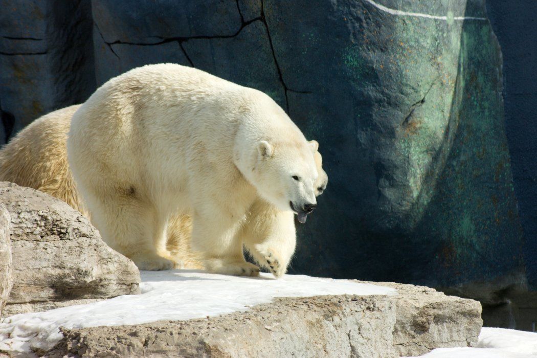 10 Amazing Zoos Around the World - Destination Tips