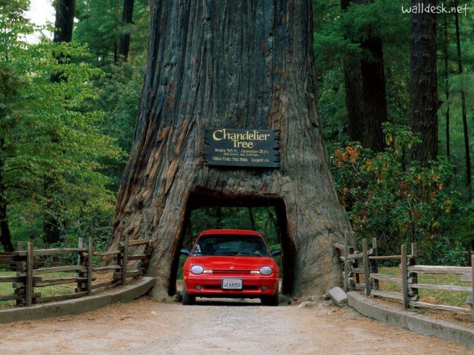 14 Photos of Fairytale Tree Tunnels - Destination Tips