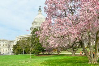 17 Stunning Cherry Blossom Pictures to Get You in the Springtime Spirit ...