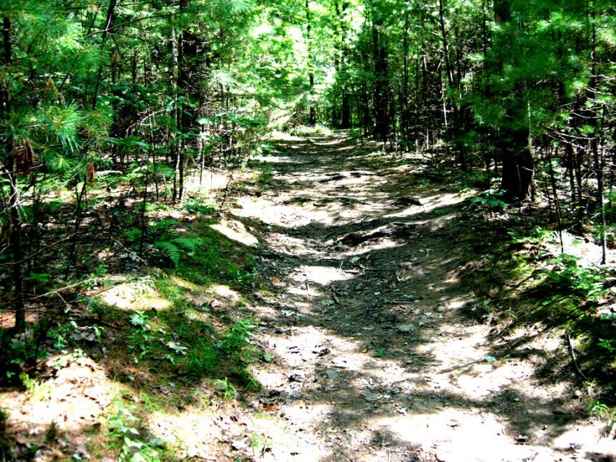 What To Do When You're Trapped In the Woods - Destination Tips