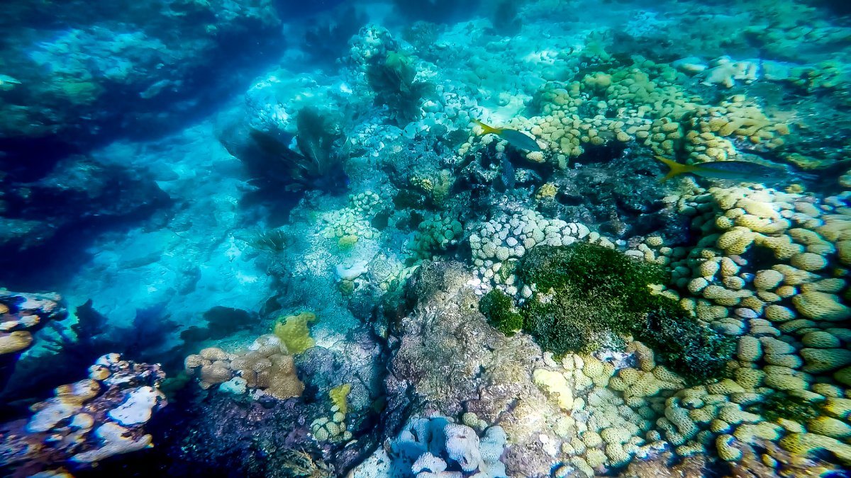 Tourism Could Help Restore Reefs in the Florida Keys - Destination Tips