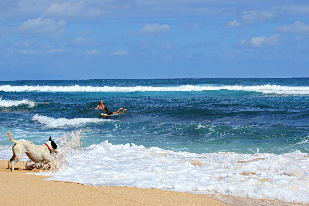 Maui Animal Shelter Lets Tourists Borrow Dogs for the Day - Destination ...