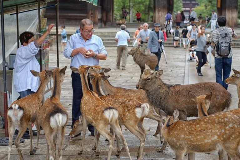 Visiting Japan's Deer Island - Destination Tips