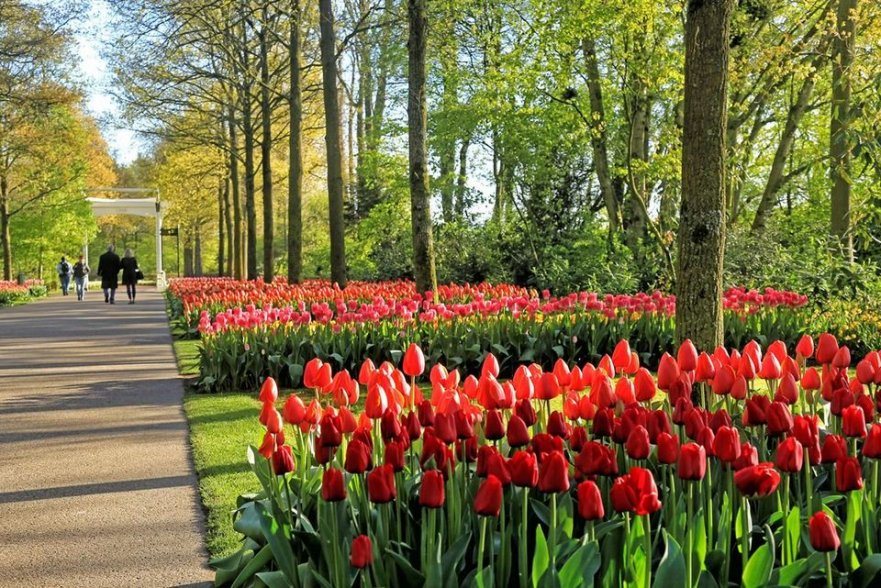 The Best Way to See the Tulips in Amsterdam - Destination Tips
